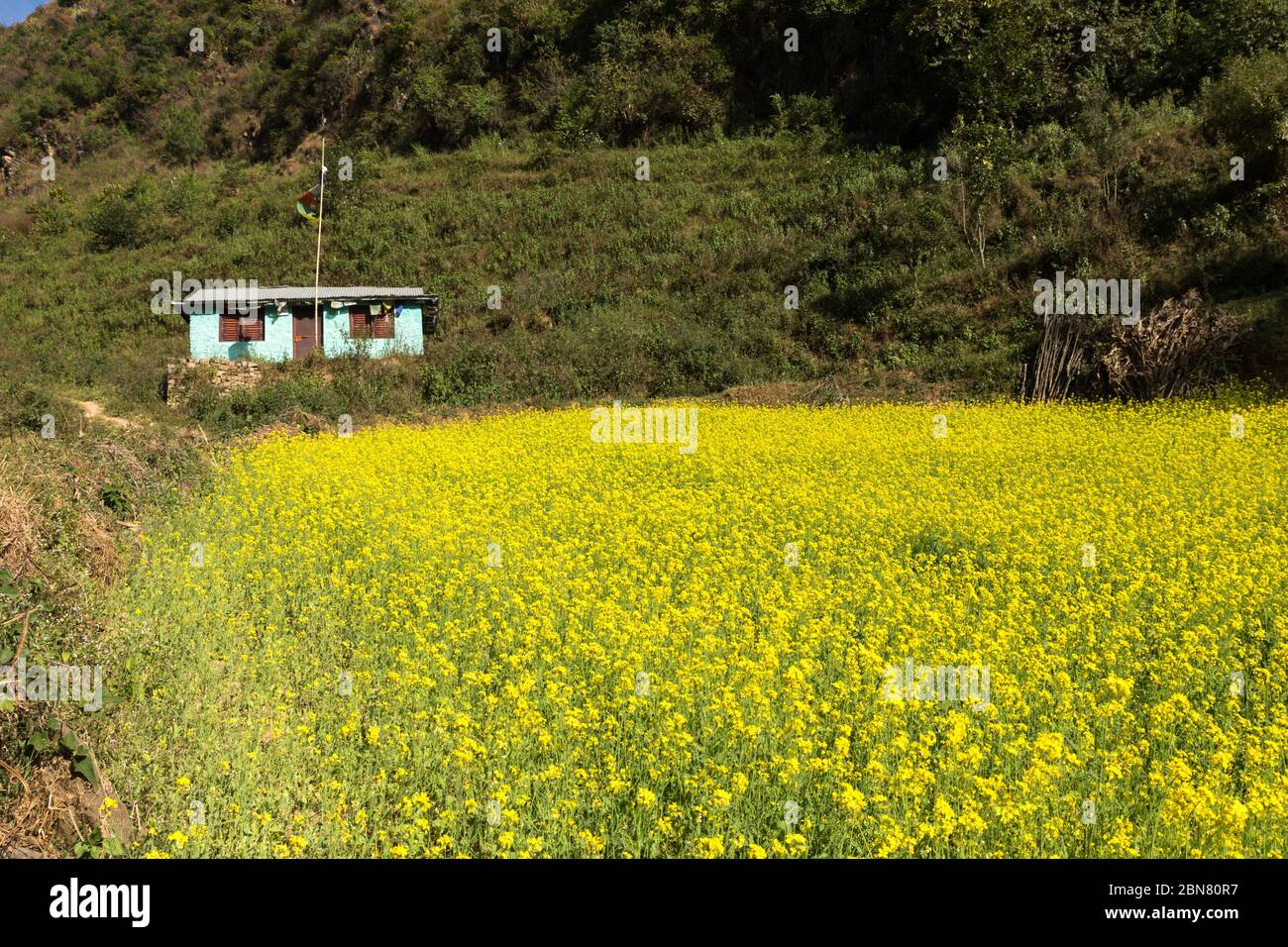 Mustard seed flowers blossoming in a rural village in Nepal Stock Photo ...