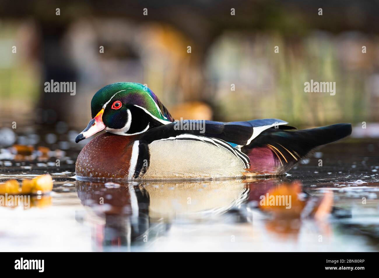 Drake Wood Ducks in the spring in Minnesota Stock Photo - Alamy
