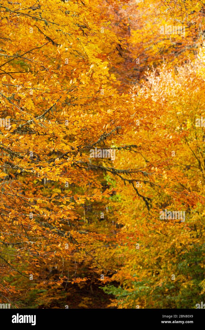 Dense texture hi-res stock photography and images - Alamy