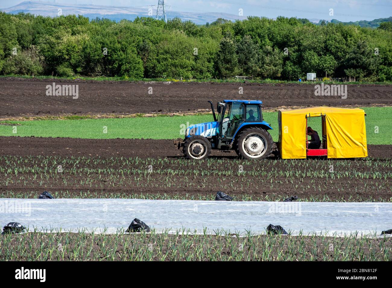 A tractor and trailer at work planting vegetables in a Lancashire field ...