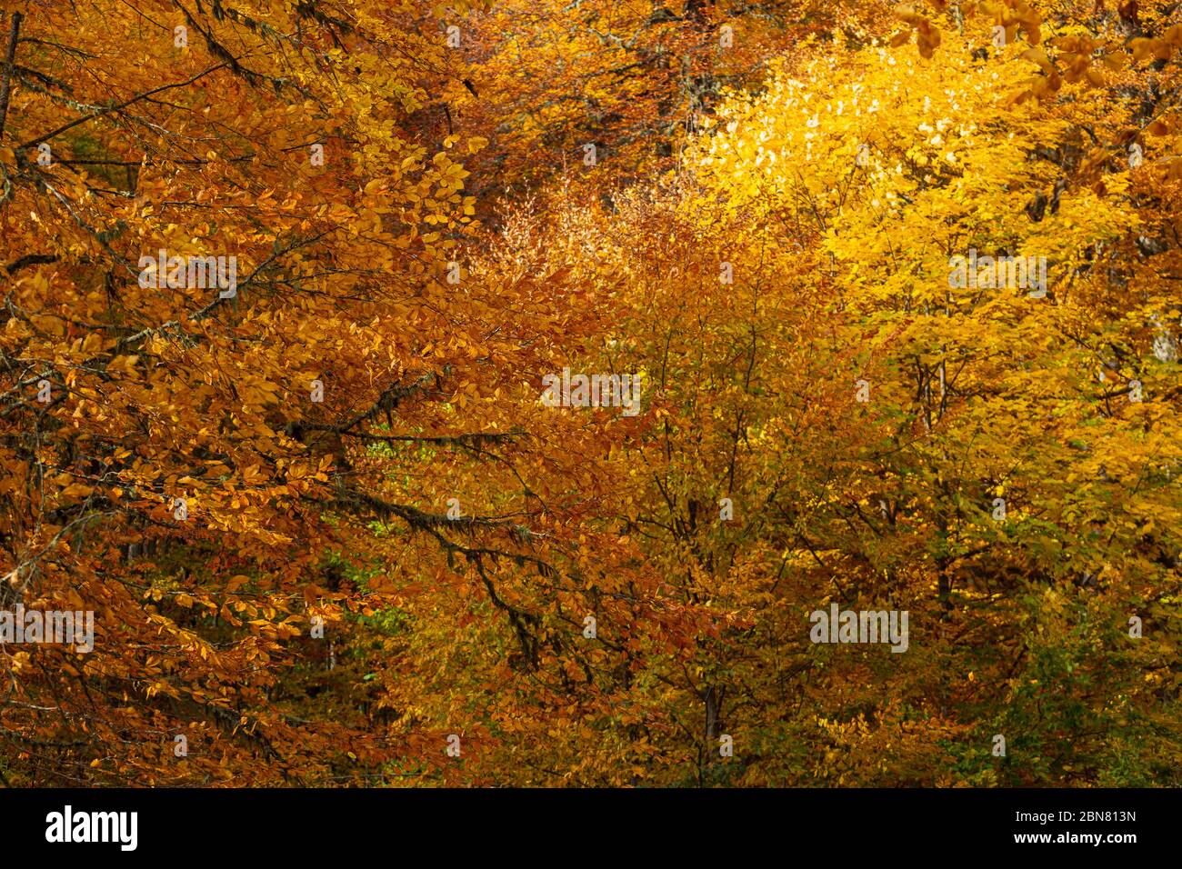 Dense texture hi-res stock photography and images - Alamy