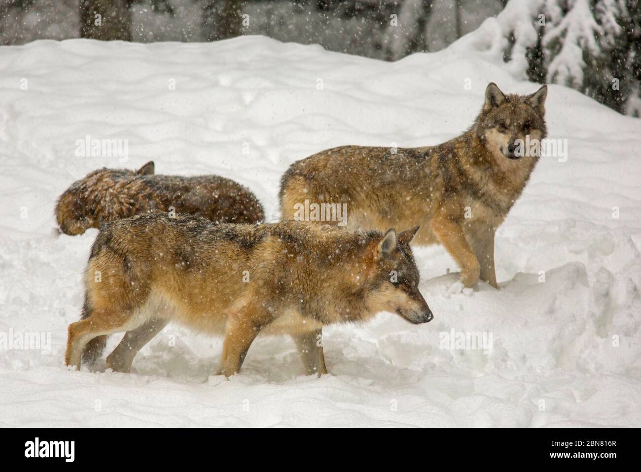European Wolf - Canis Lupus - on the snow Stock Photo - Alamy