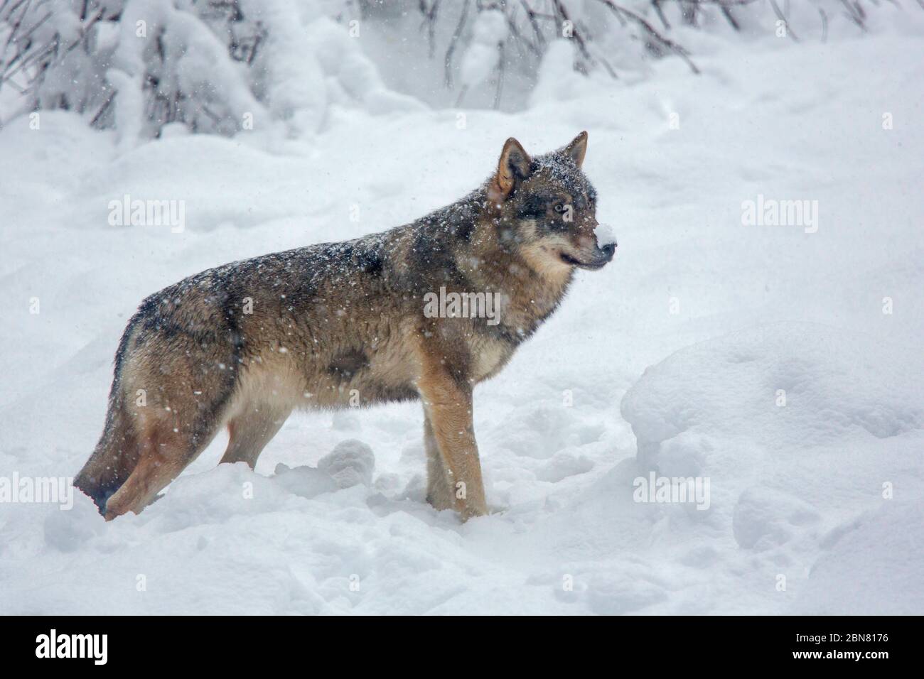 European Wolf - Canis Lupus - on the snow Stock Photo - Alamy