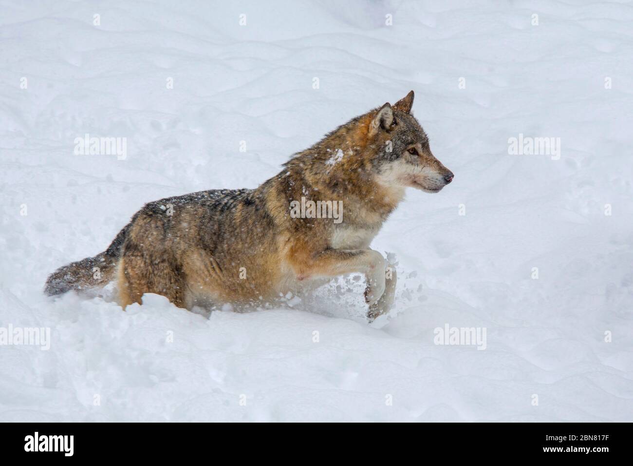 Mammals european hi-res stock photography and images - Alamy