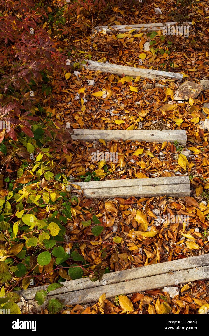 simple wooden flooring on a forest path covered with golden autumn ...