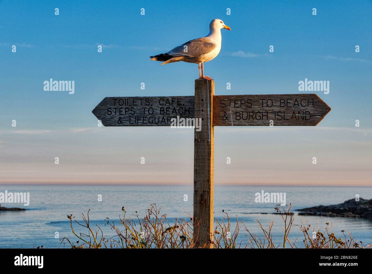 Seagull on post at the beach Stock Photo - Alamy