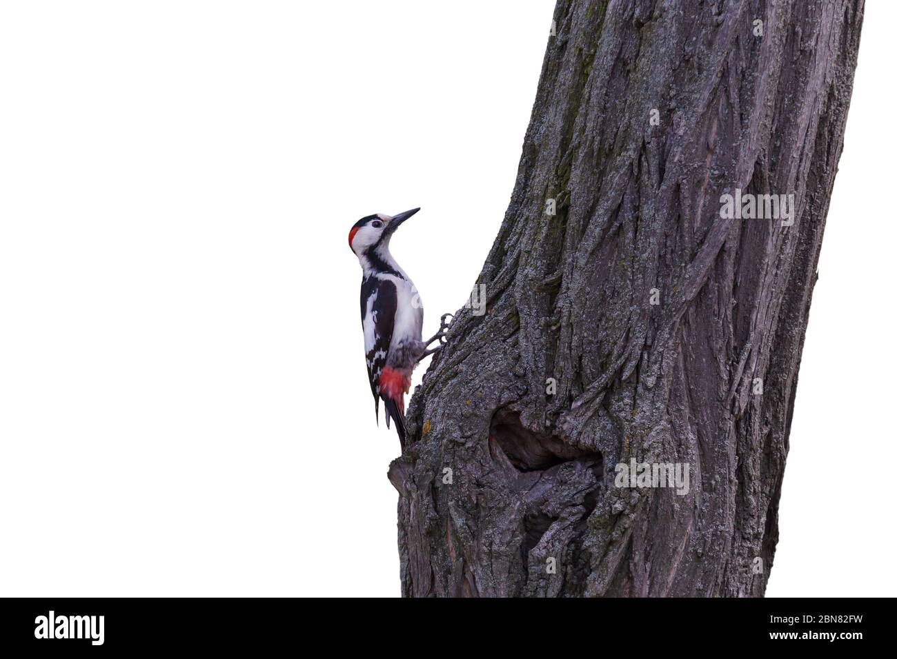 woodpecker sitting on trunk of acacia tree isolated on white Stock ...