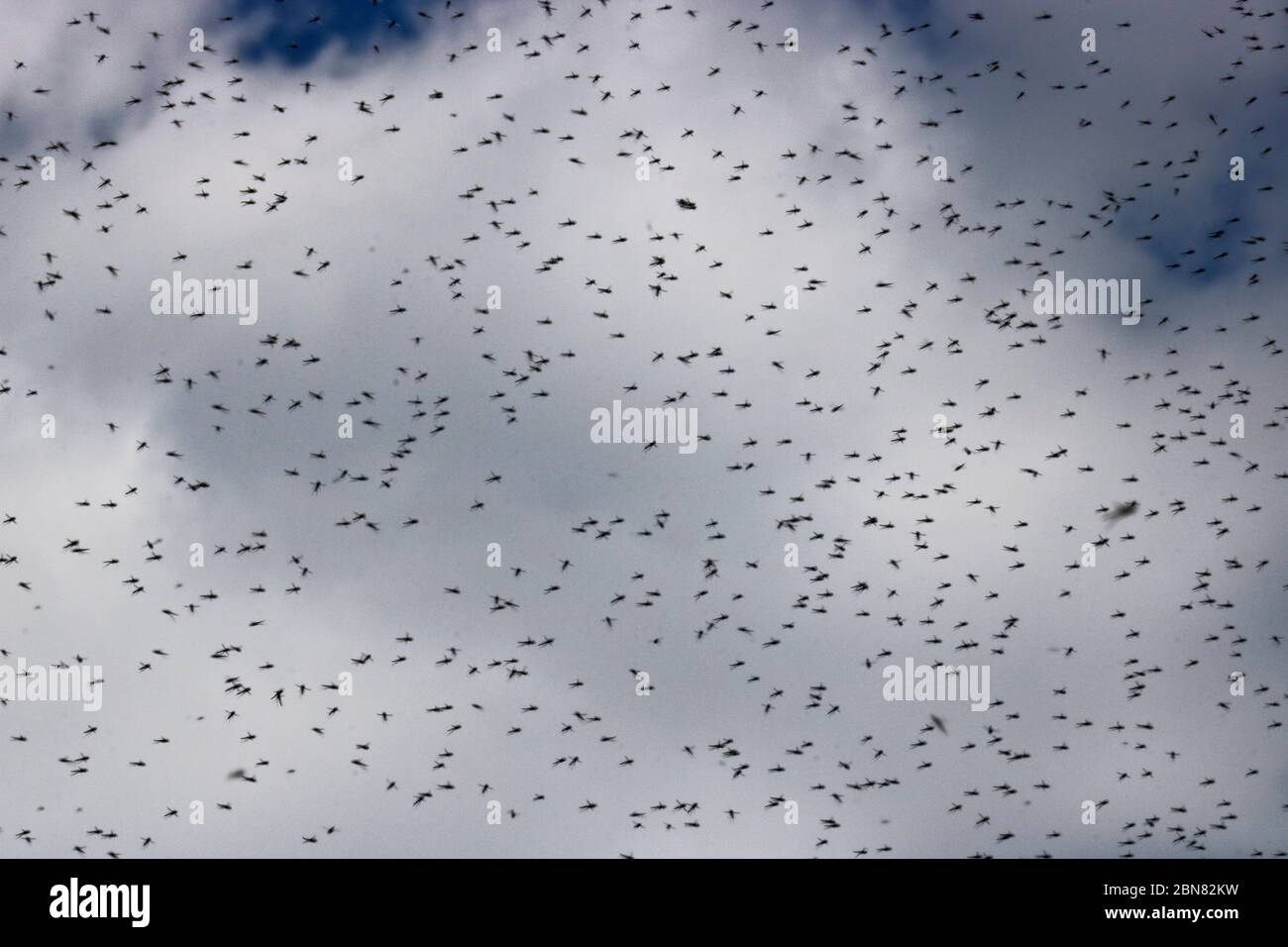 In mosquito swarm hi-res stock photography and images - Alamy