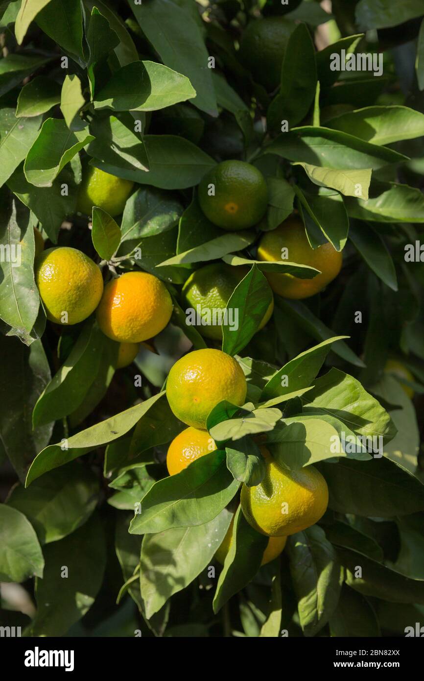 branch of tangerine trees are full of ripe fruit Stock Photo - Alamy