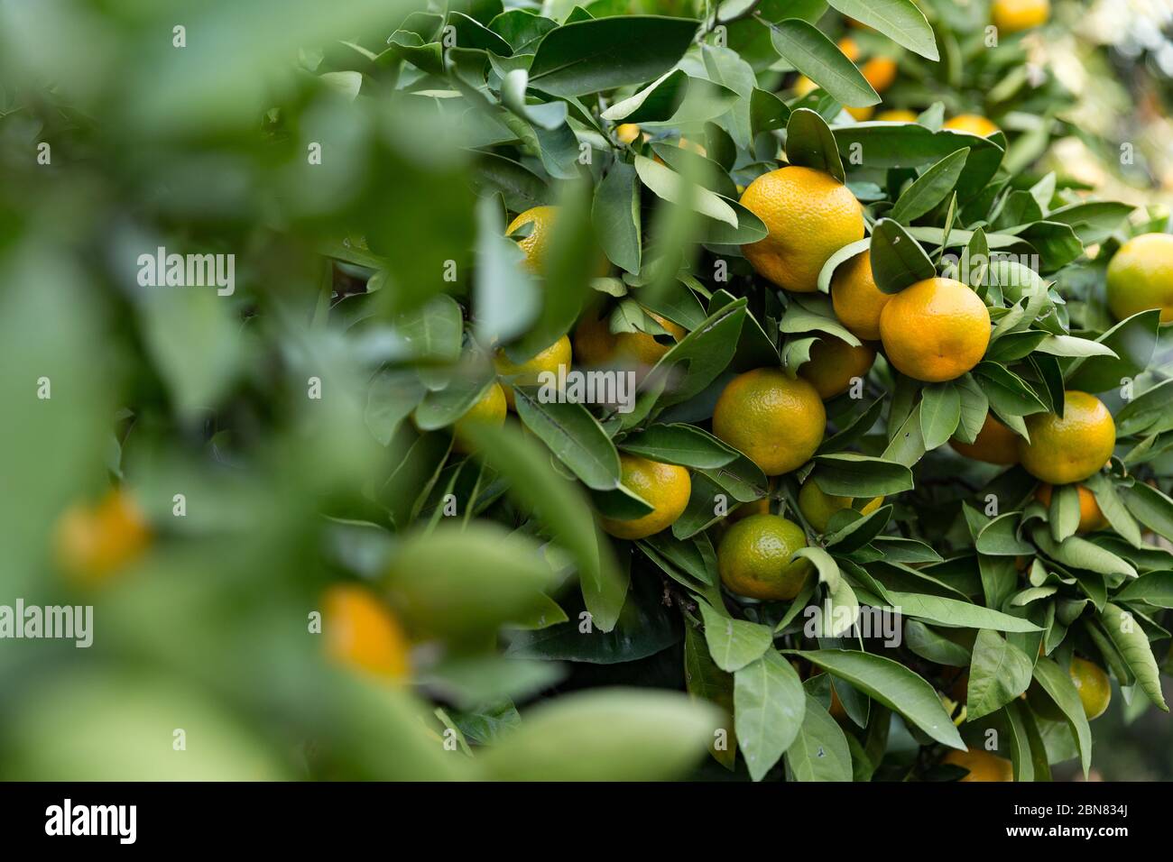 Tangerine trees hi-res stock photography and images - Alamy