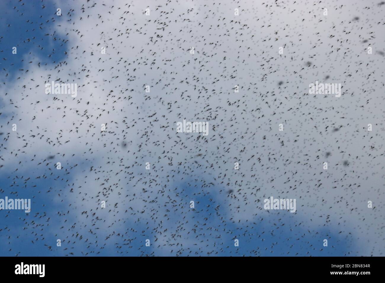 Swarm Of Gnats