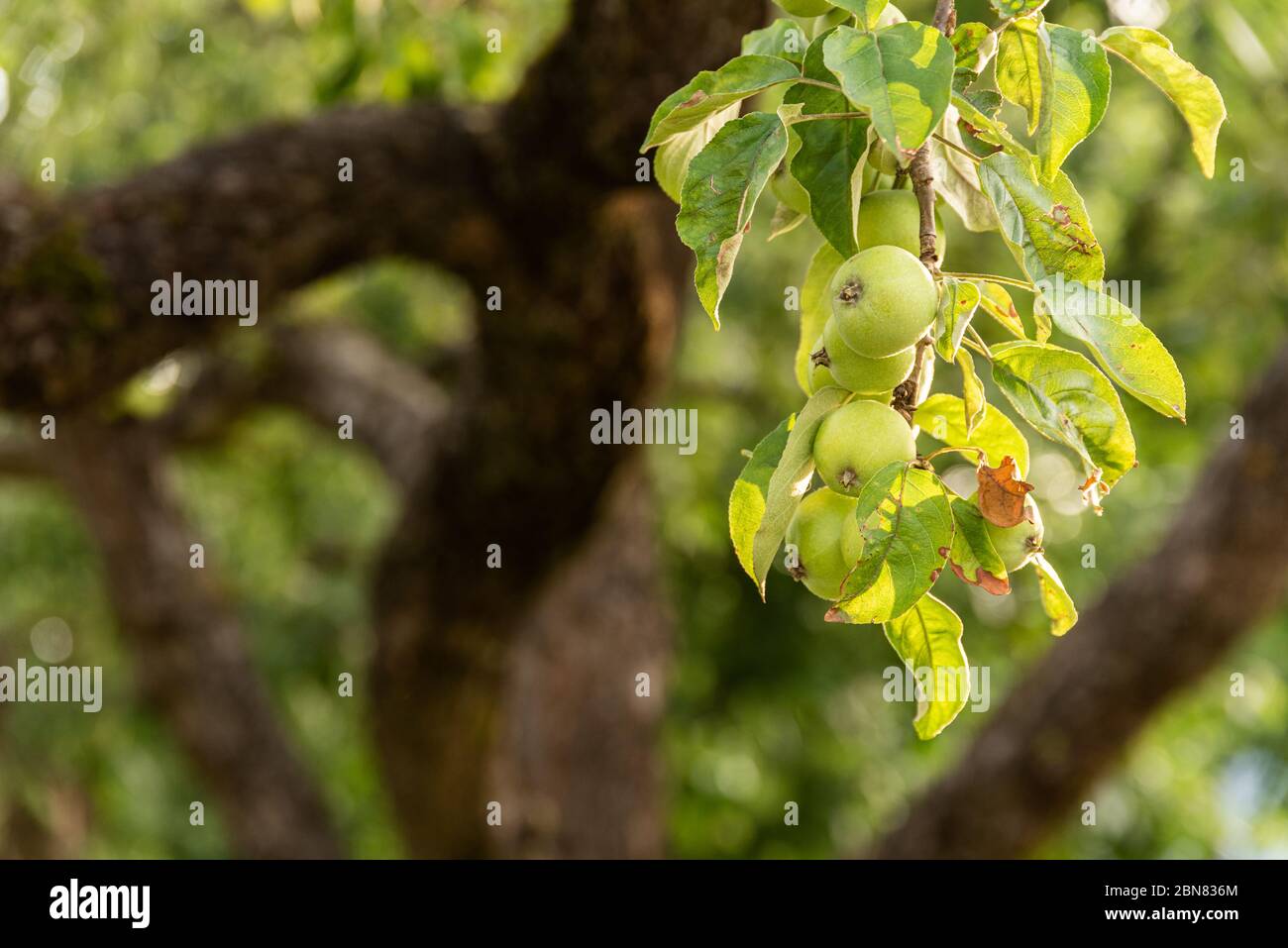 Bunch of green apples growing on a branch Stock Photo - Alamy