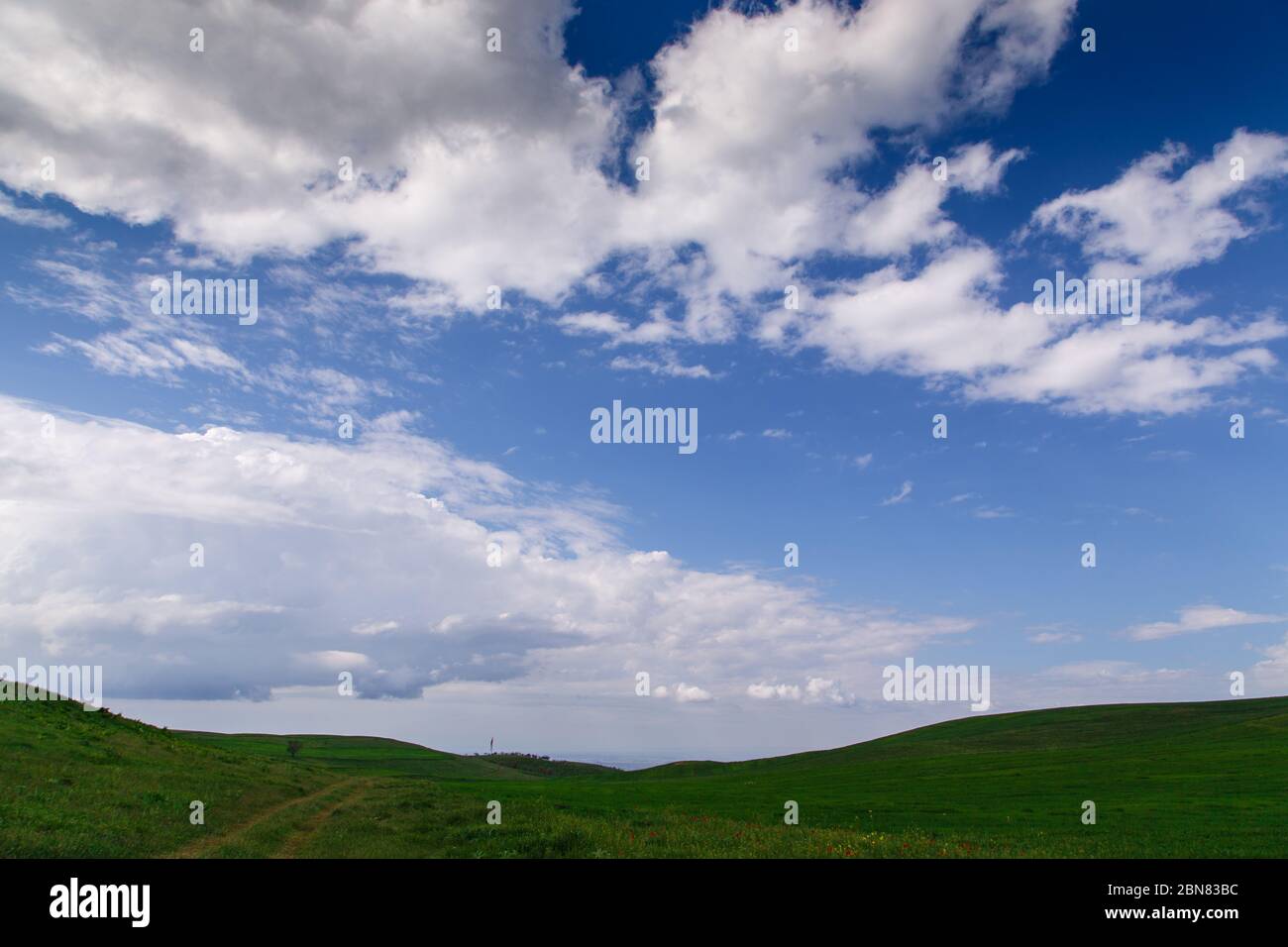 Cumulus clouds on a blue sky. Over the green field. Spring flowering ...