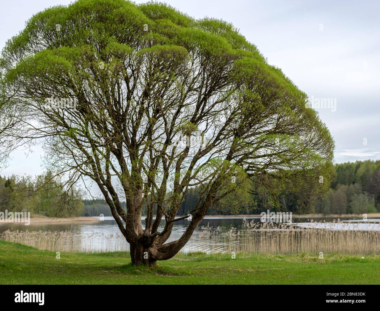 landscape with a bushy tree on the lake shore, the first spring ...