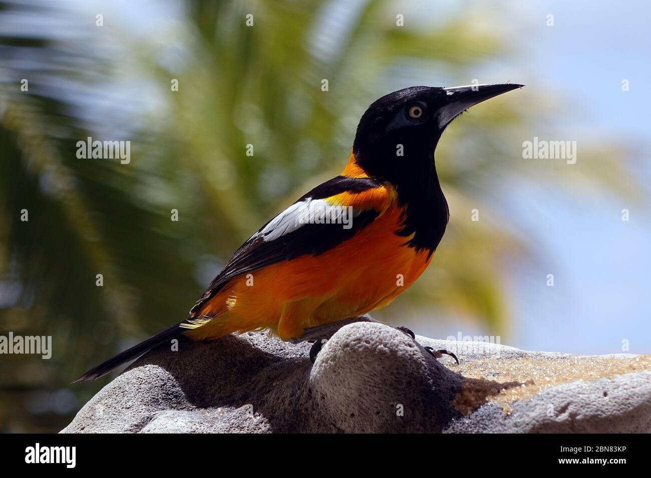 Yellow trupial is feeding brown sugar from a stone, Bonaire, Caribbean ...
