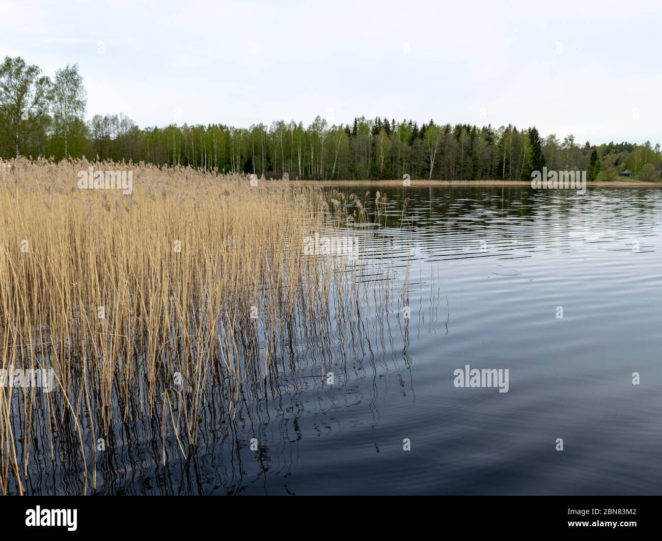 landscape with calm water, beautiful reflections, forest silhouette on ...