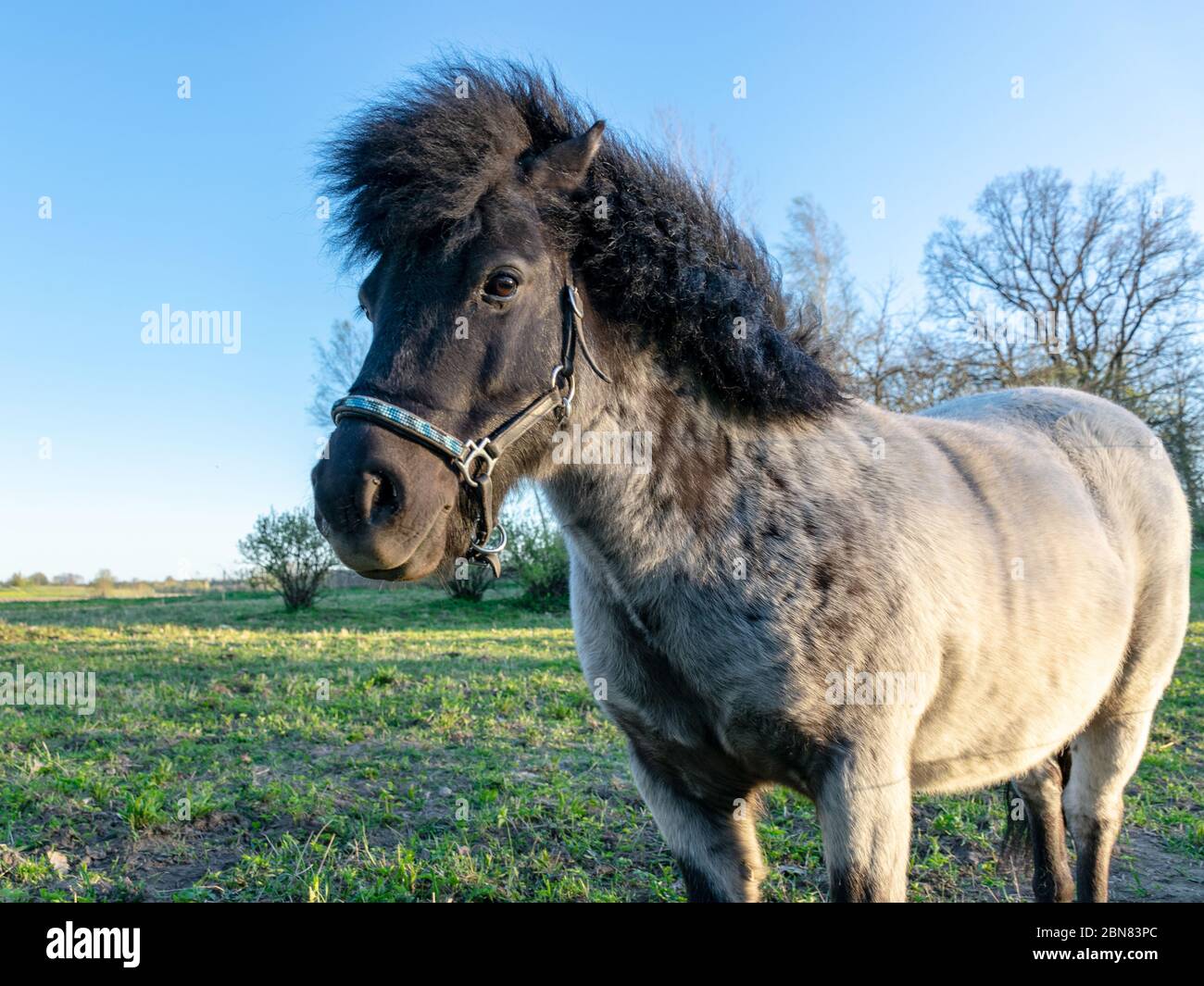 Beautiful pony hi-res stock photography and images - Alamy