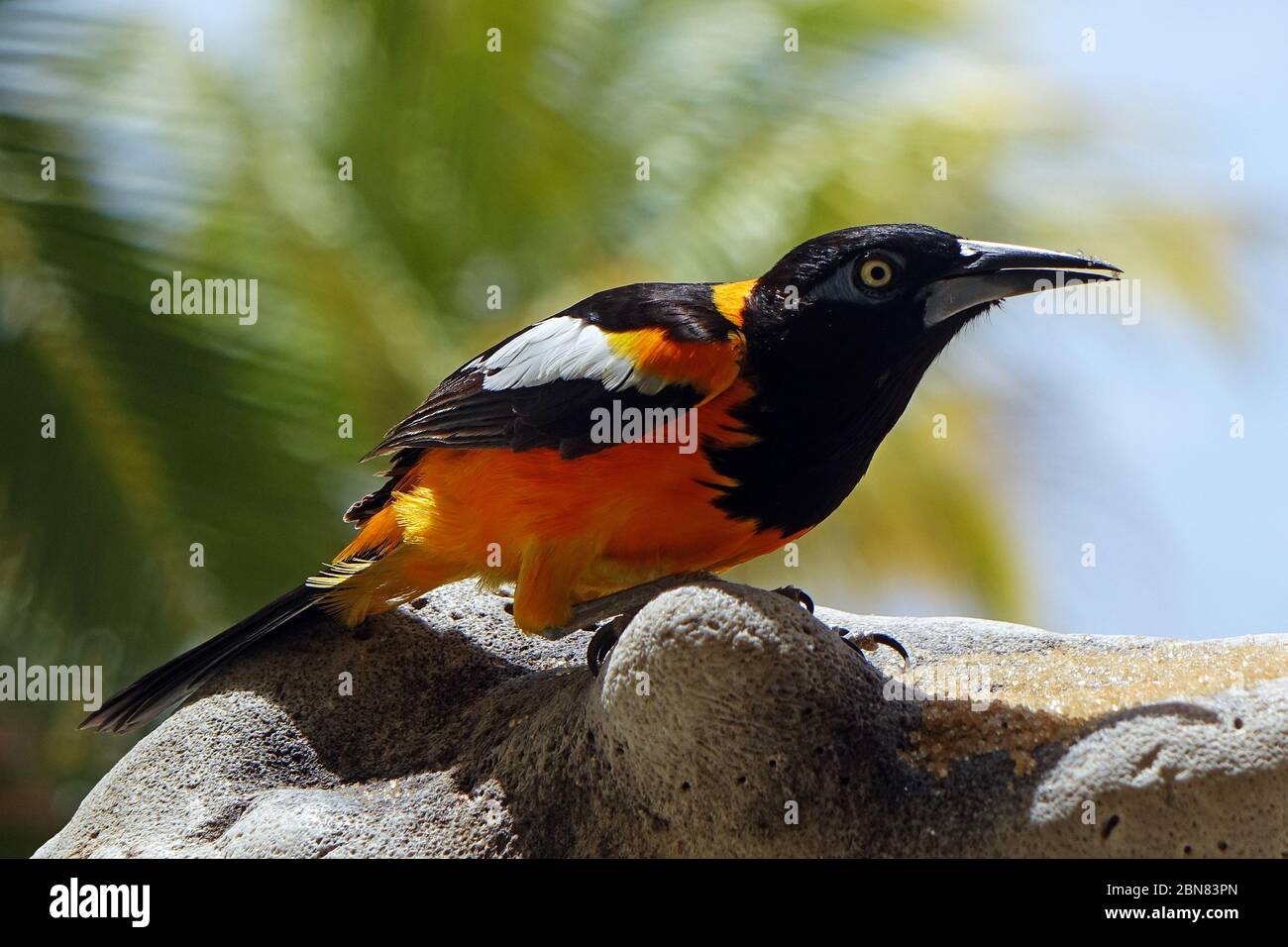 Bonaire birds hi-res stock photography and images - Alamy