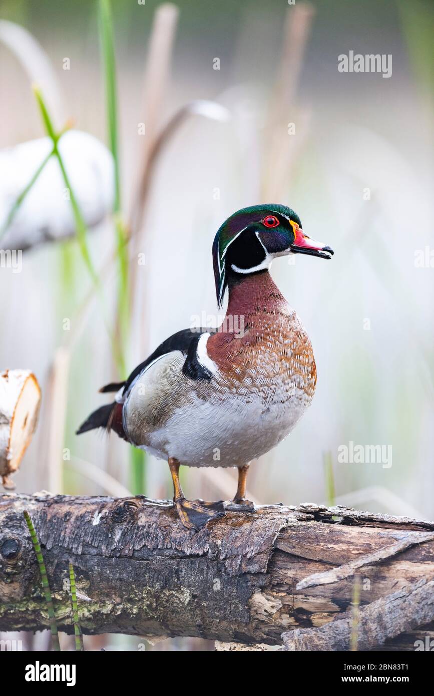 Drake Wood Ducks in the spring in Minnesota Stock Photo - Alamy