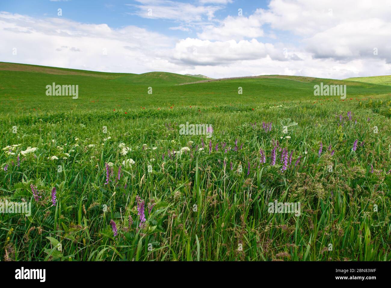 Beautiful spring valley with green grass and blooming red poppies ...