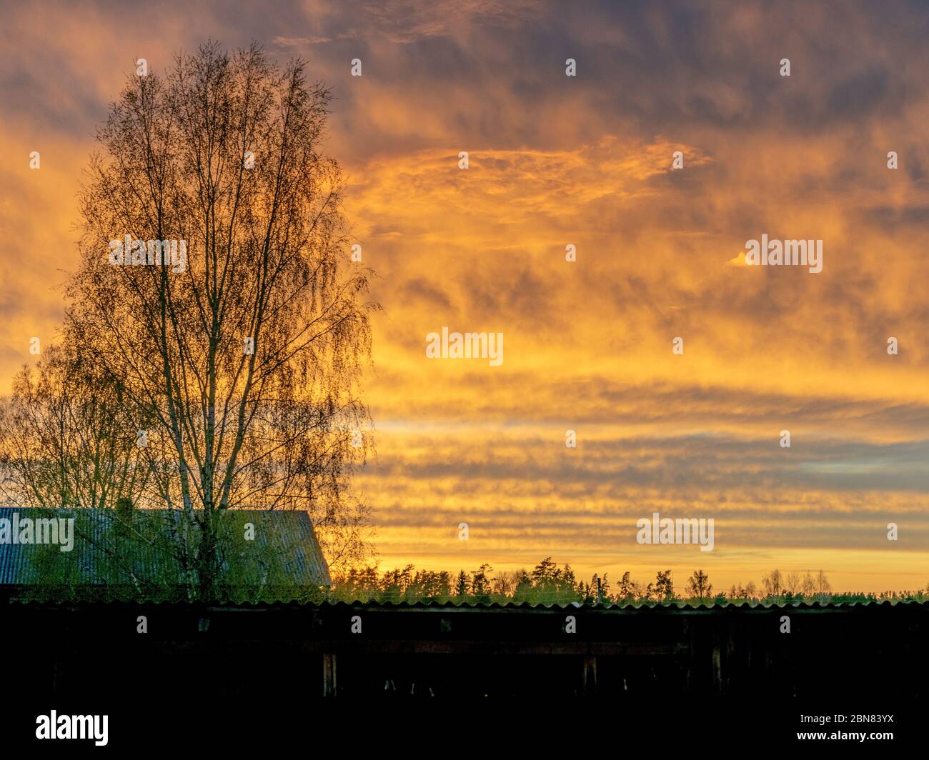 gorgeous sunset landscape over house roofs, dark tree silhouettes ...