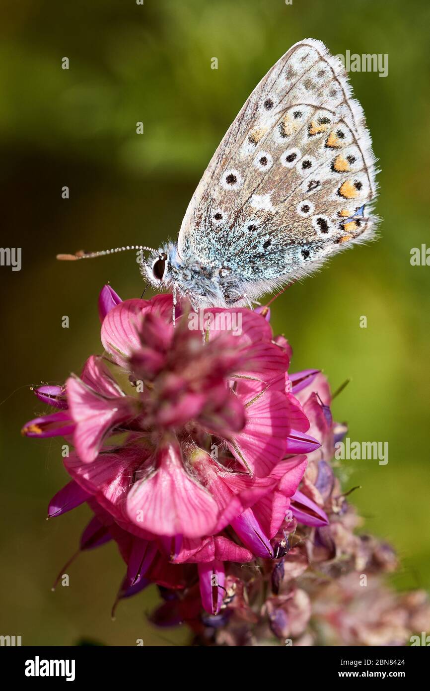 Adonis blue butterfly (Polyommatus Lysandra bellargus) sits on a pink ...