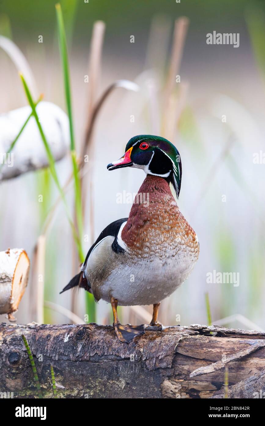 Drake Wood Ducks in the spring in Minnesota Stock Photo - Alamy