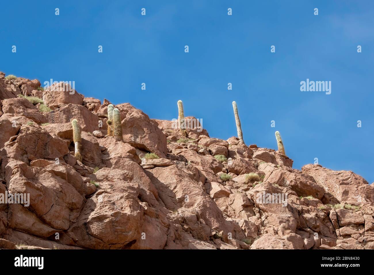 Canyon de cactus hi-res stock photography and images - Alamy