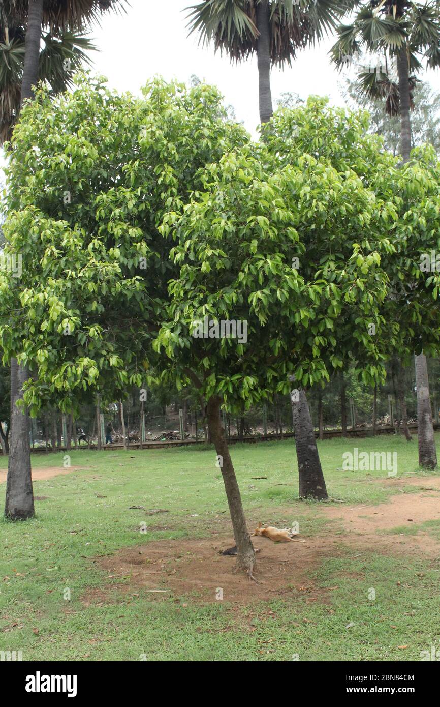 Badam trees hi-res stock photography and images - Alamy