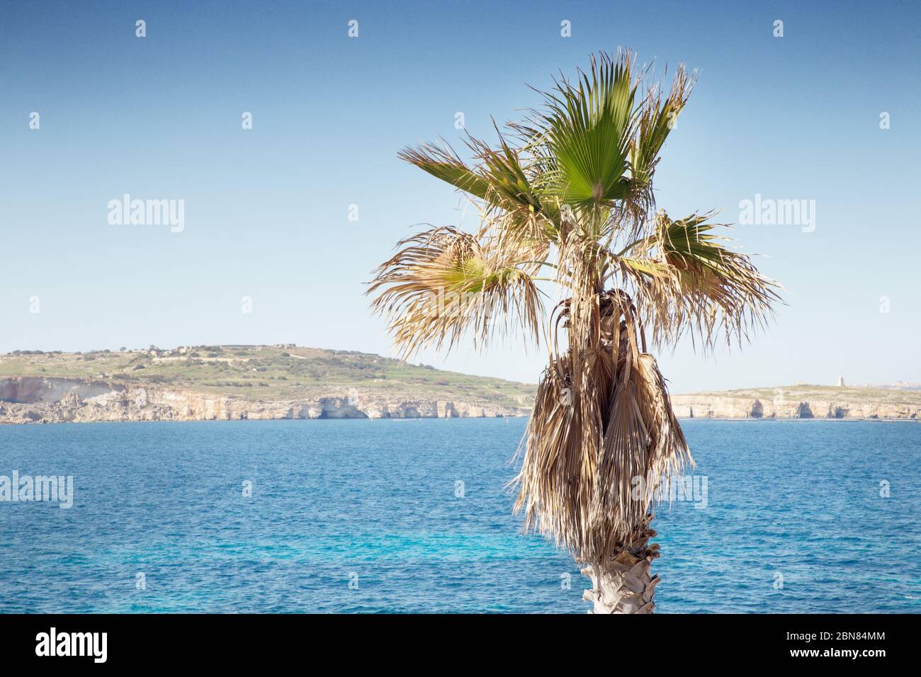 single palm tree against the backdrop of Saint Pauls island in malta ...