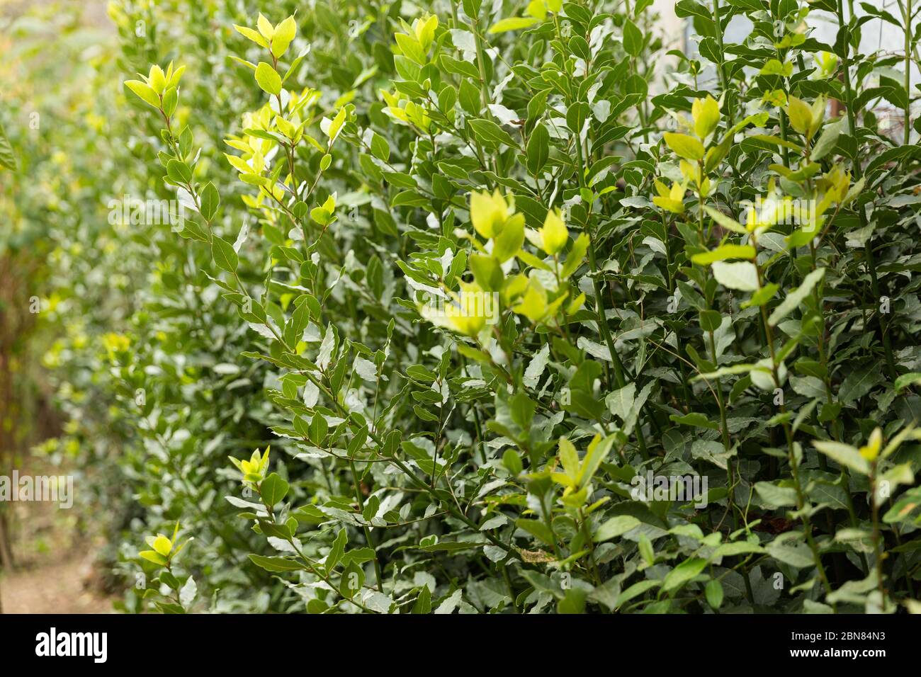 Growing bay leaf bush hi-res stock photography and images - Alamy