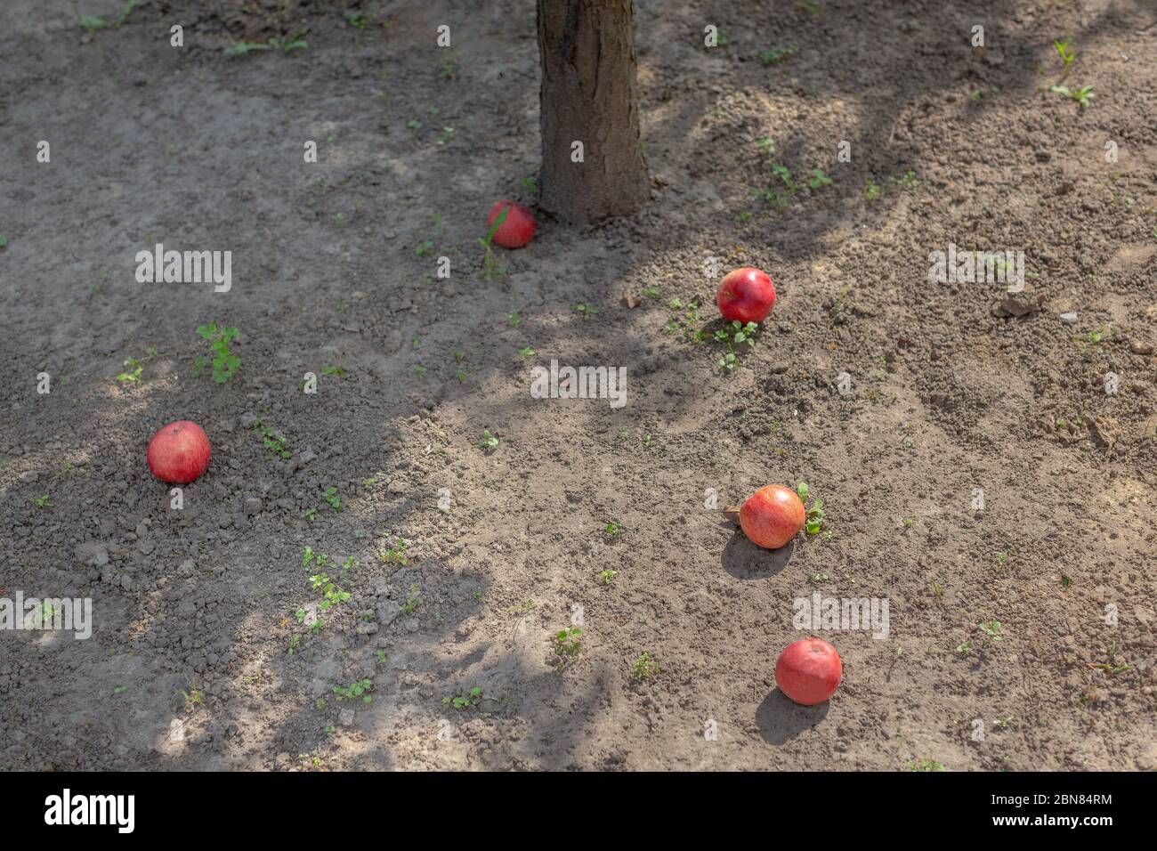 Five ripe apples lie on the ground under tree. Apples fallen down ...
