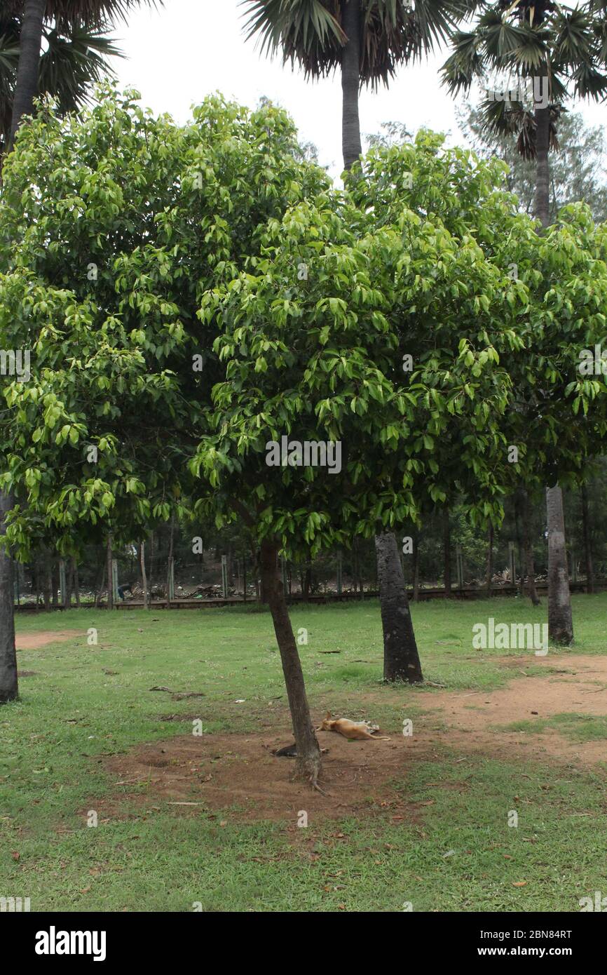 Cashew nut trees hi-res stock photography and images - Alamy