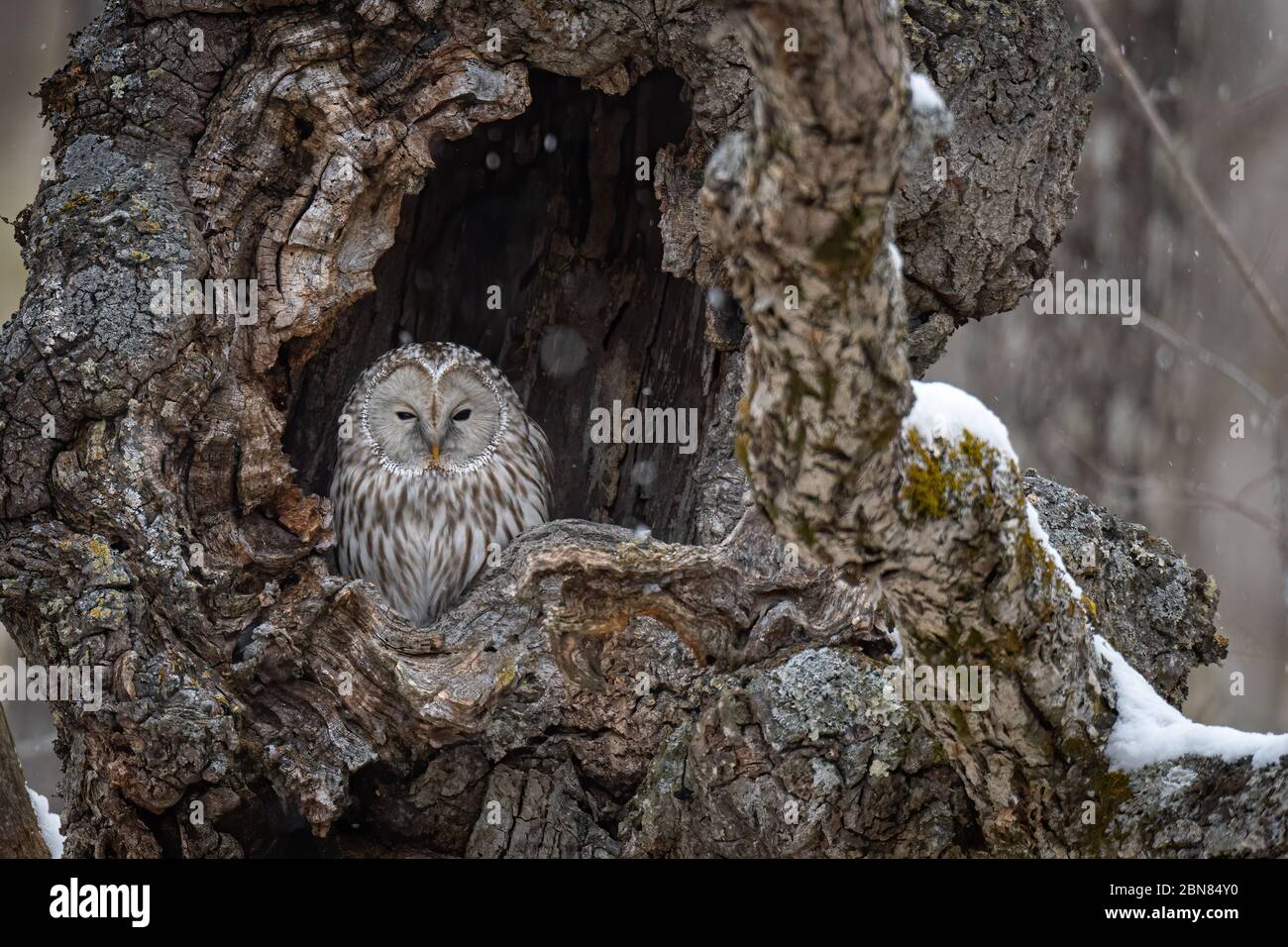 A close-up shot of a Great Gray Ural owl perches inside a tree-hole in ...