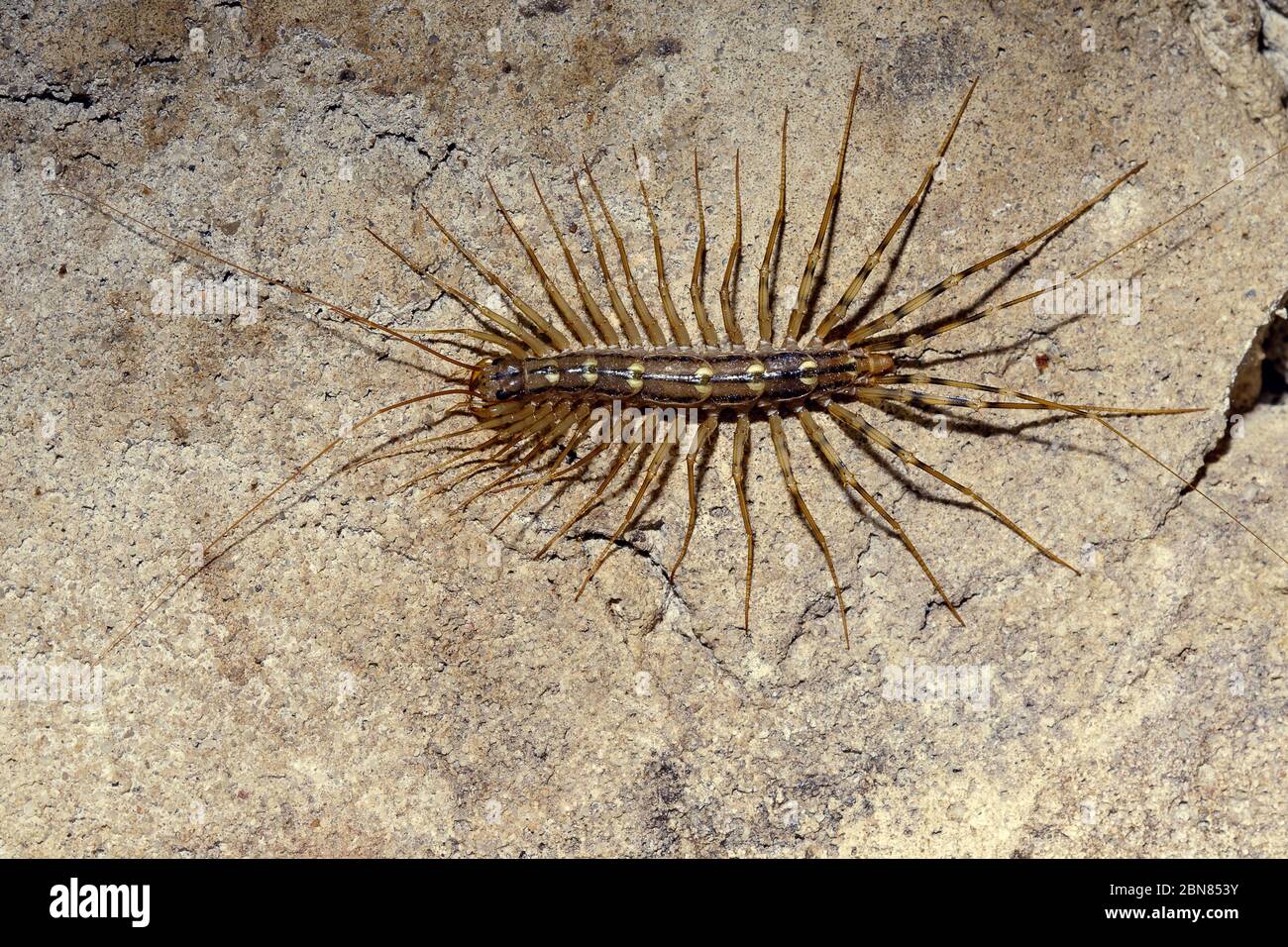 Scolopendrid centipede. Insect close-up Stock Photo - Alamy