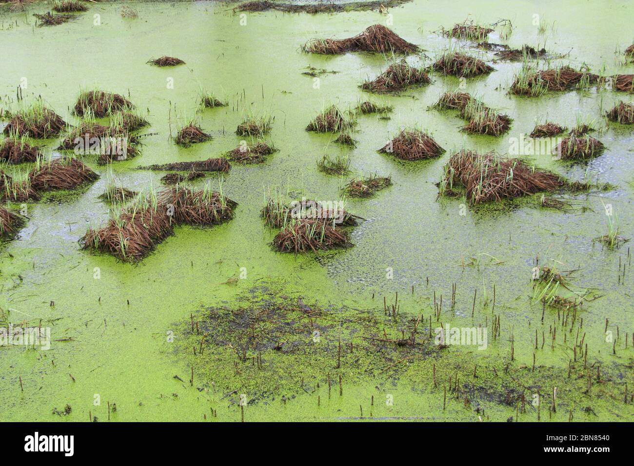 Swamp with bumps, grass and green mud. Duckweed on the surface of the ...