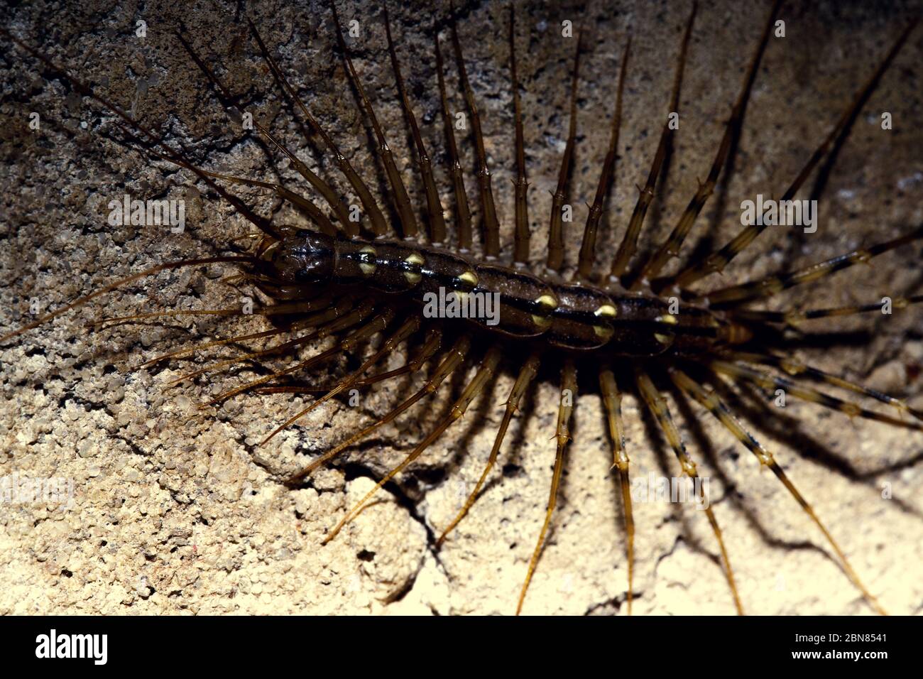 Scolopendrid centipede. Insect close-up Stock Photo - Alamy