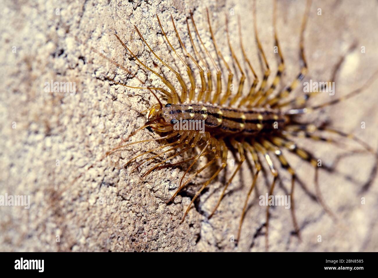 Scolopendrid centipede. Insect close-up Stock Photo - Alamy