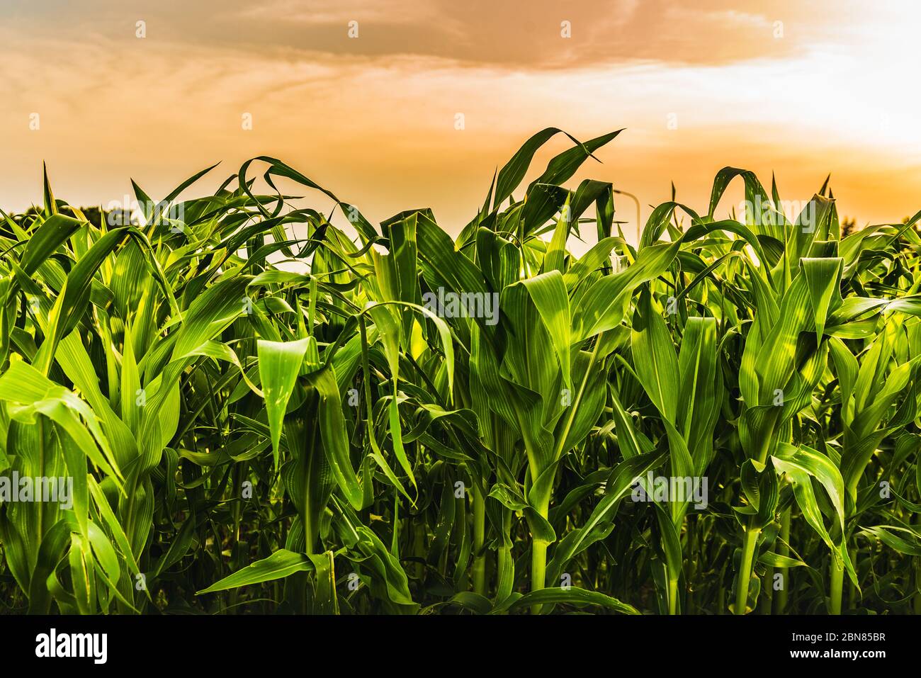 Corn field in sunset - maize Stock Photo - Alamy