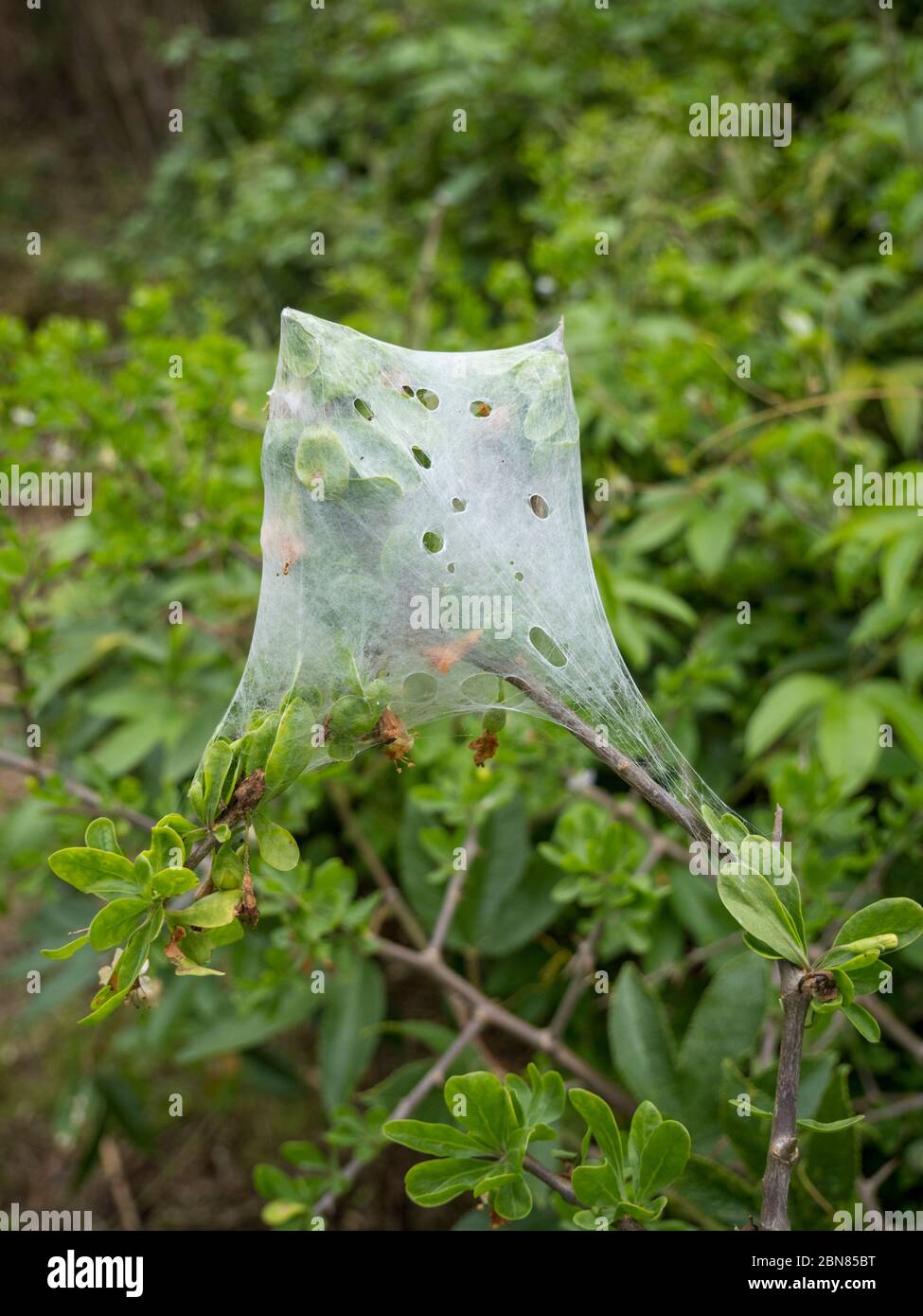 THe web of a moth cocooning young caterpillars in a tree in New Zealand ...