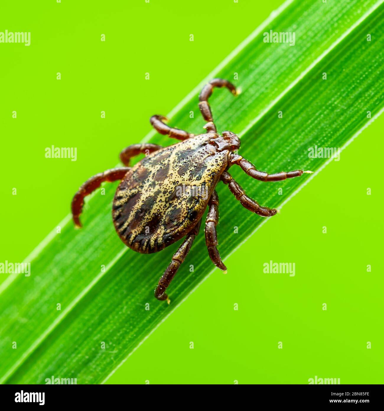 Encephalitis Virus or Lyme Borreliosis Disease or Monkey Fever ...