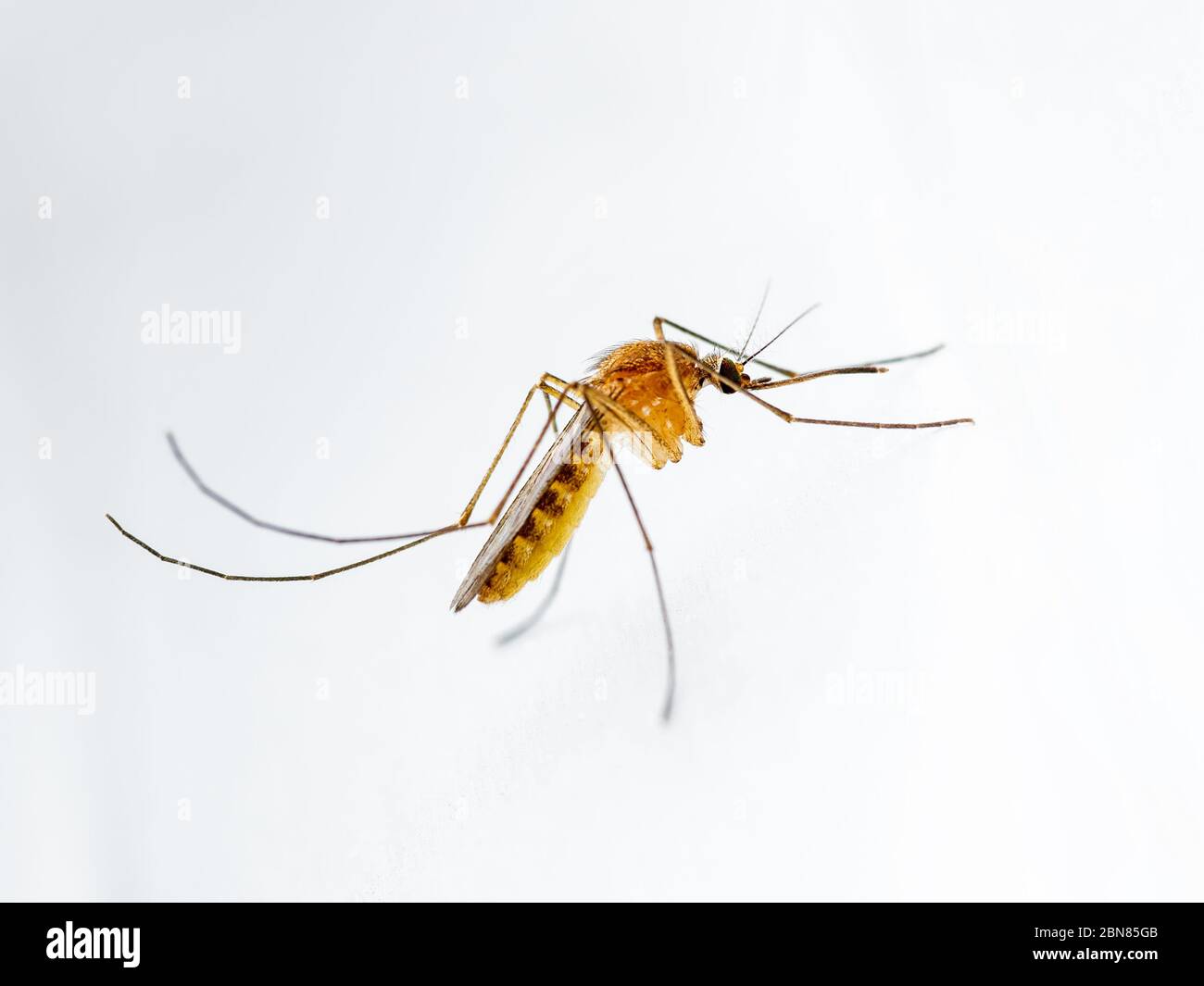 Encephalitis, Yellow Fever, Mayaro, Malaria Disease or Zika Virus ...