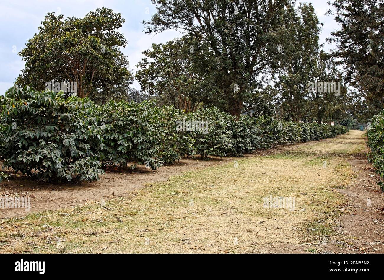 Elewana arusha coffee lodge hi-res stock photography and images - Alamy