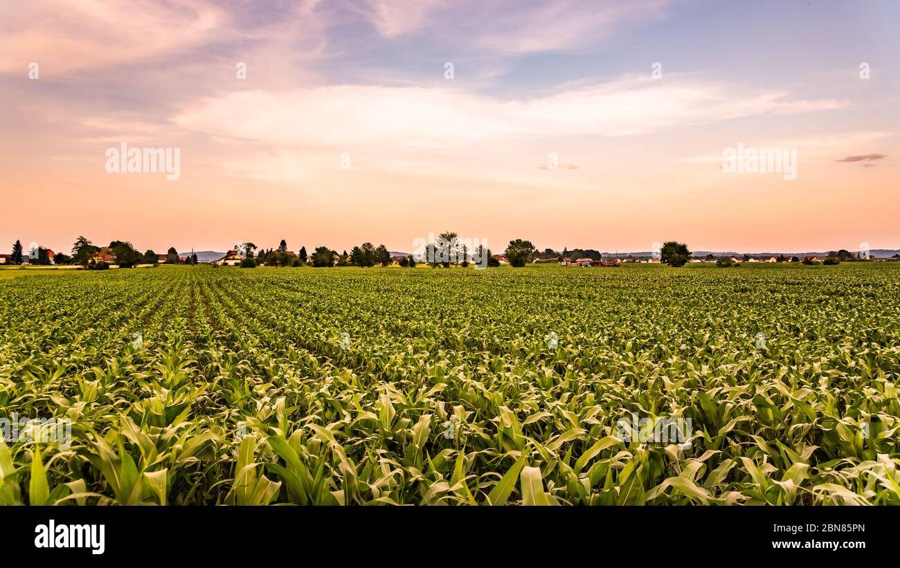 Corn field in sunset - maize Stock Photo - Alamy