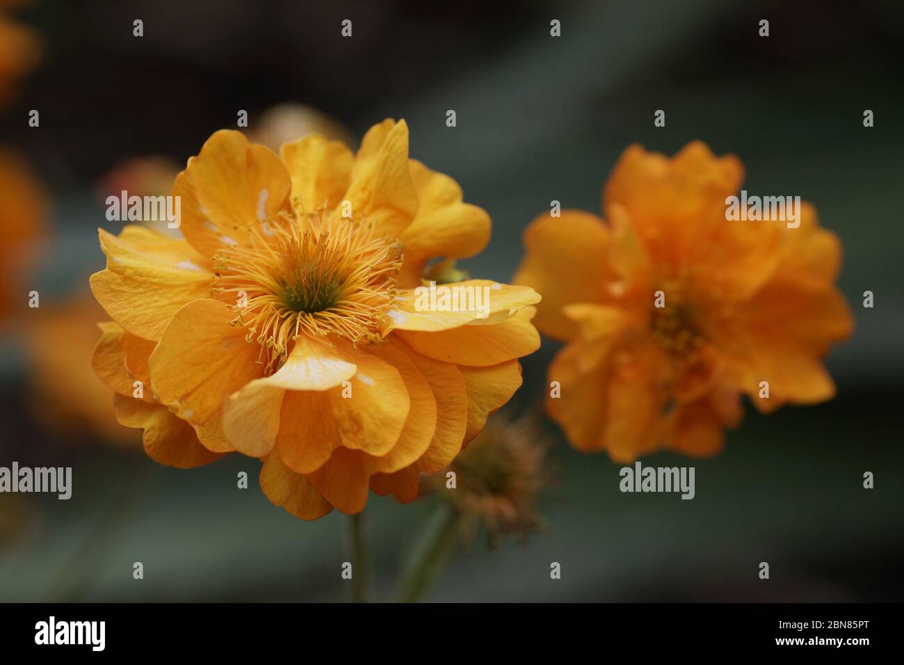 Firestorm hi-res stock photography and images - Alamy