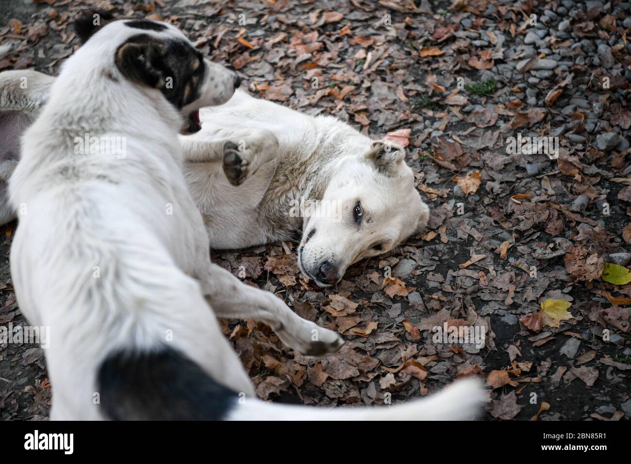 Caucasus, Georgia, Tusheti region, Shenako. Two sheepdogs play together ...