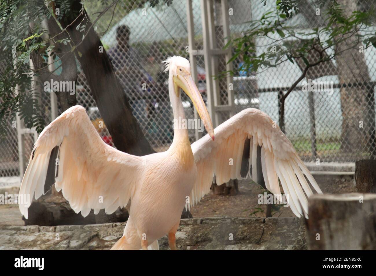 Birds - incredible creatures Stock Photo - Alamy
