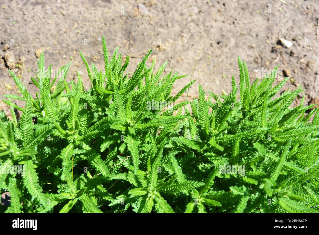 Small green leaves of a medicinal plant growing on the ground Stock ...