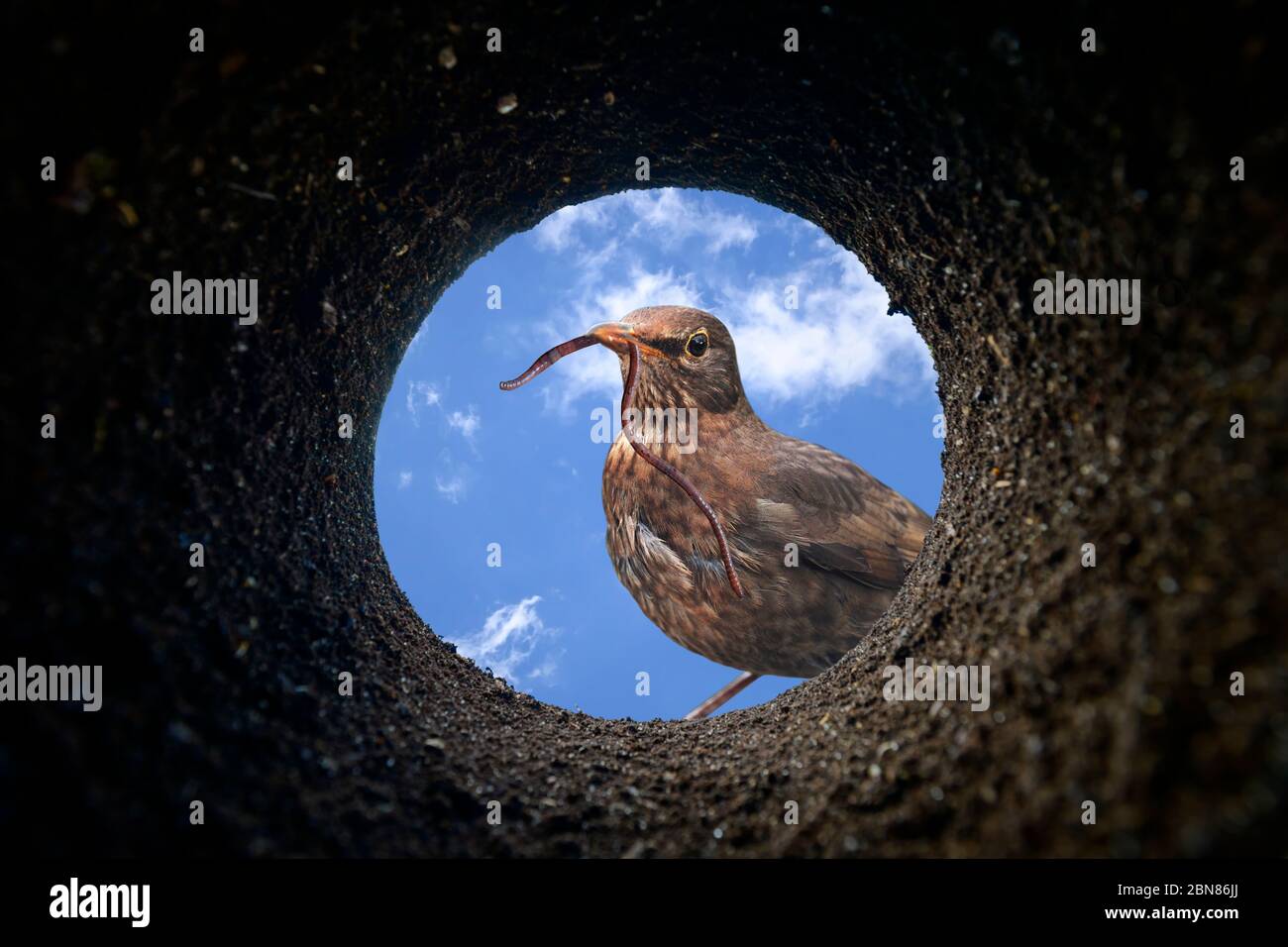 Bird Eating Worms High Resolution Stock Photography and Images - Alamy