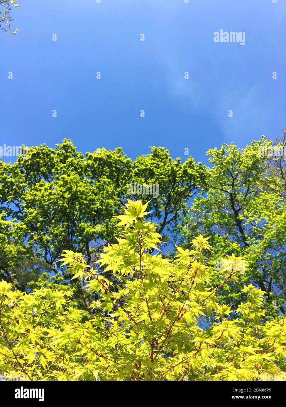 A beautiful pair of colourful British trees in a Surrey, England ...